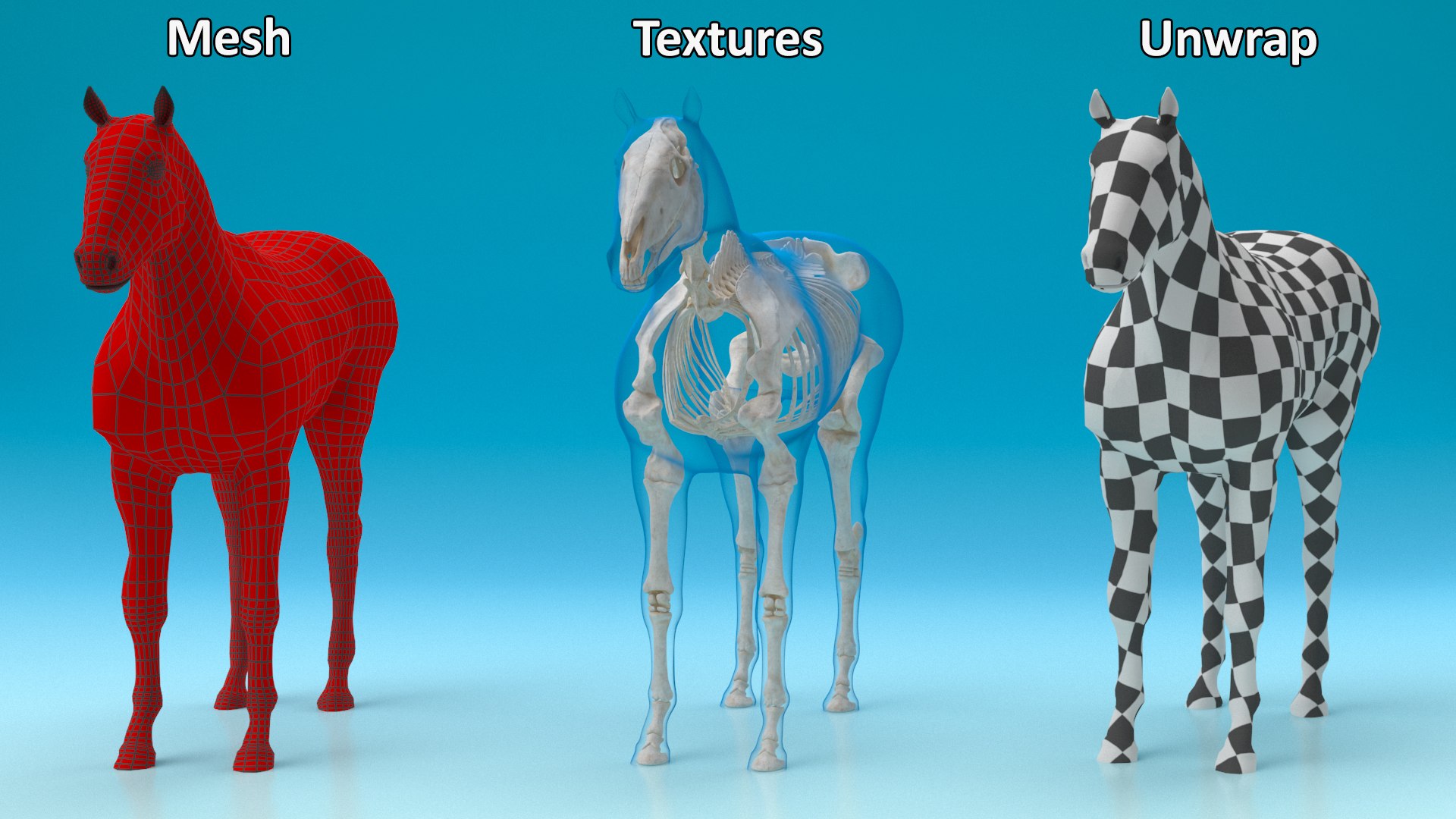 Horse Skeleton Anatomy Rigged Model - TurboSquid 2396466