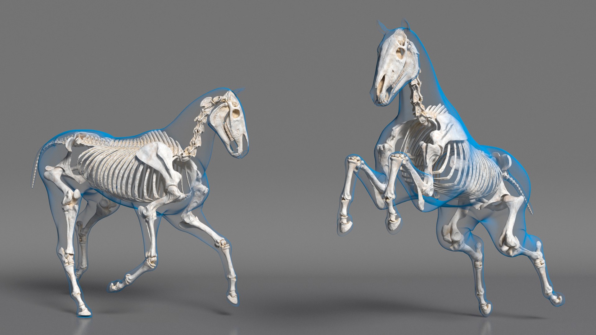 Horse Skeleton Anatomy Rigged Model - TurboSquid 2396466