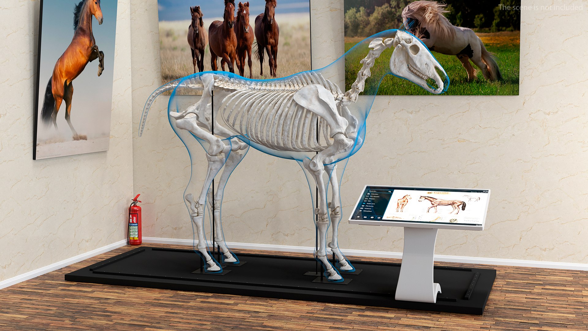 Horse Skeleton Anatomy Rigged Model - TurboSquid 2396466