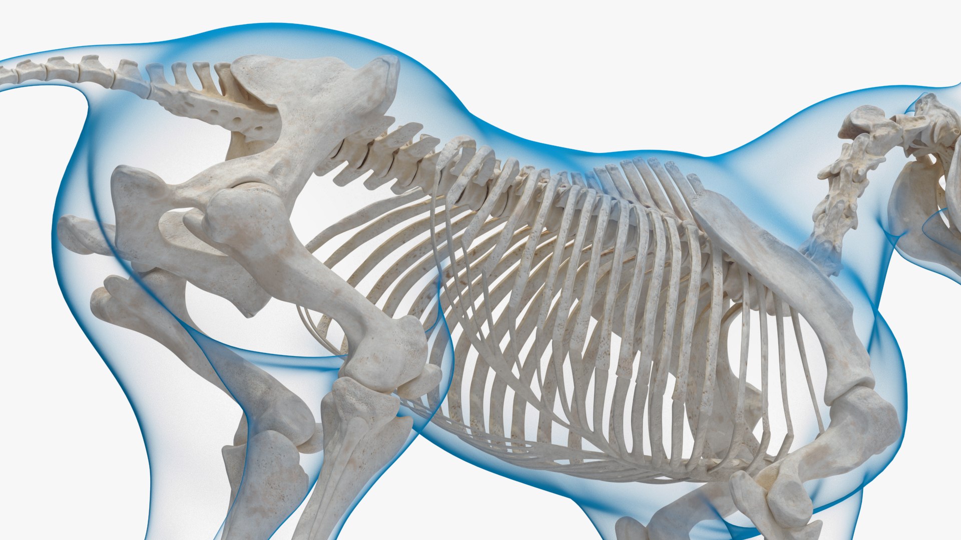 Horse Skeleton Anatomy Rigged Model - TurboSquid 2396466