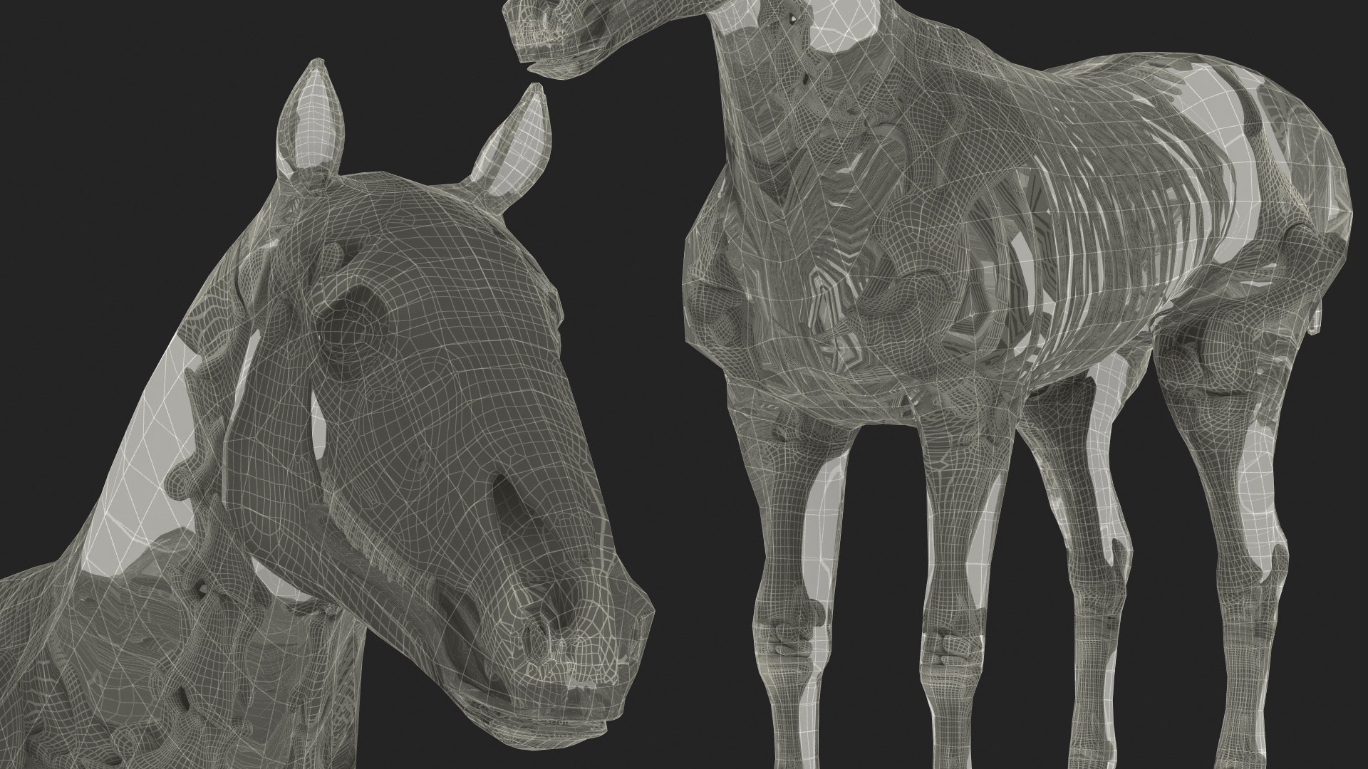 Horse Skeleton Anatomy Rigged Model - TurboSquid 2396466