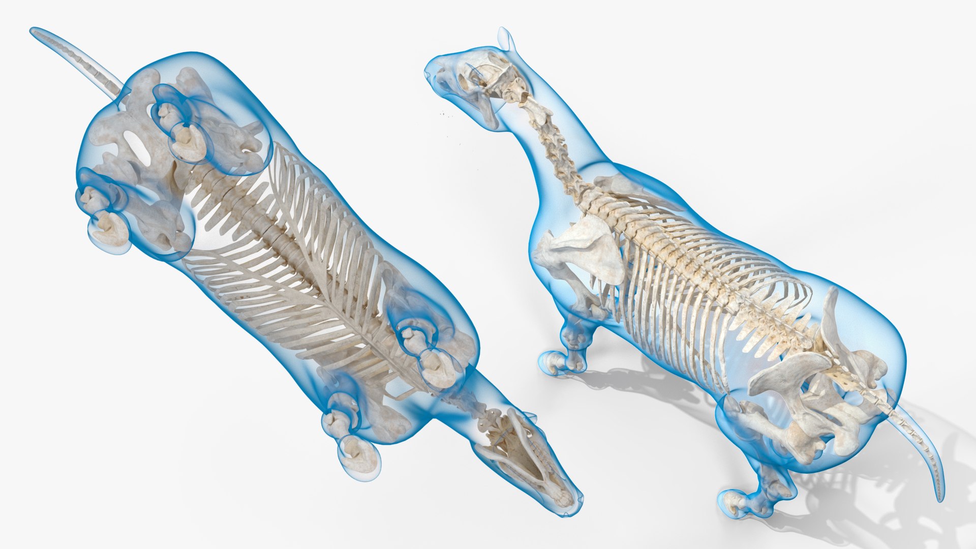 Horse Skeleton Anatomy Rigged Model - TurboSquid 2396466