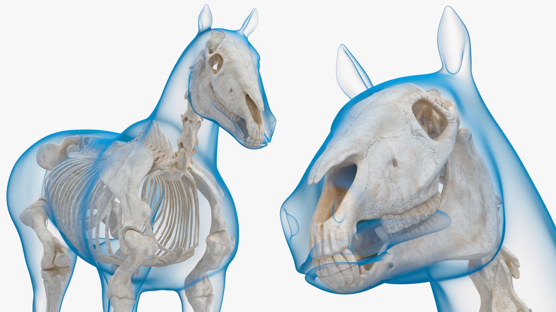 Horse Skeleton Anatomy Rigged Model - TurboSquid 2396466