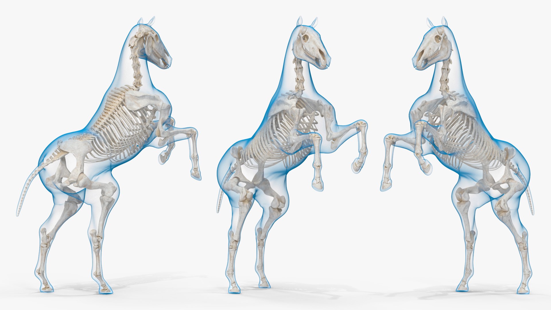 Horse Skeleton Anatomy Rigged Model - TurboSquid 2396466