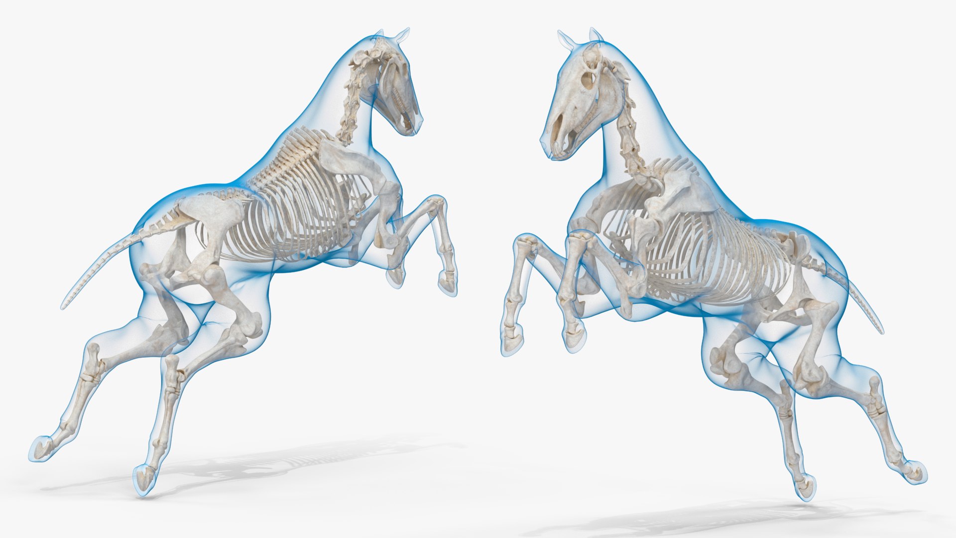 Horse Skeleton Anatomy Rigged Model - TurboSquid 2396466