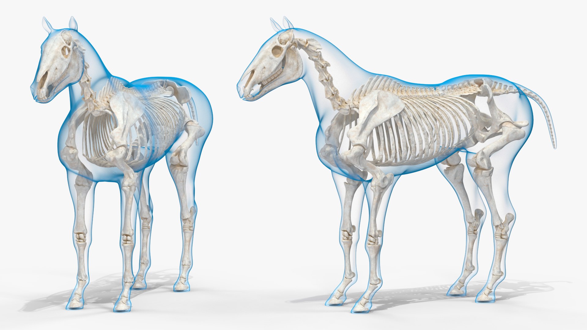Horse Skeleton Anatomy Rigged Model - TurboSquid 2396466