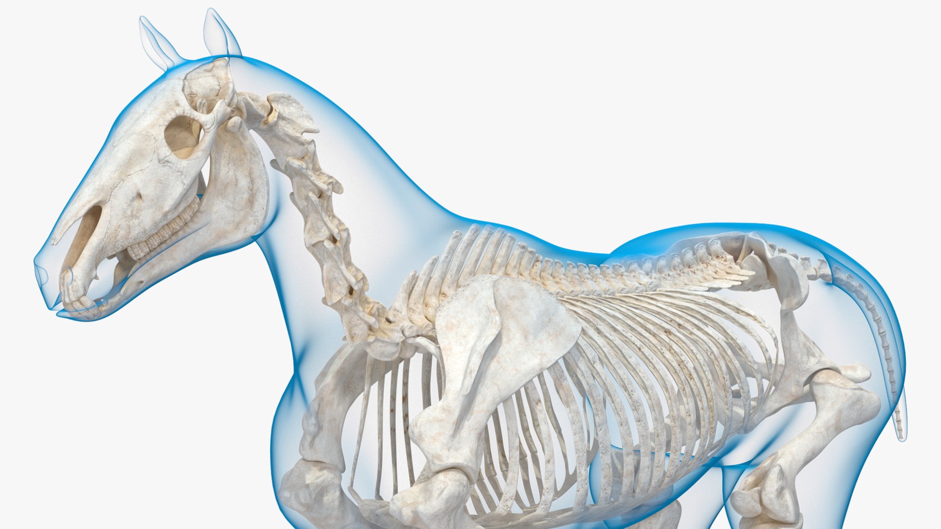 Horse Skeleton Anatomy Rigged Model - TurboSquid 2396466