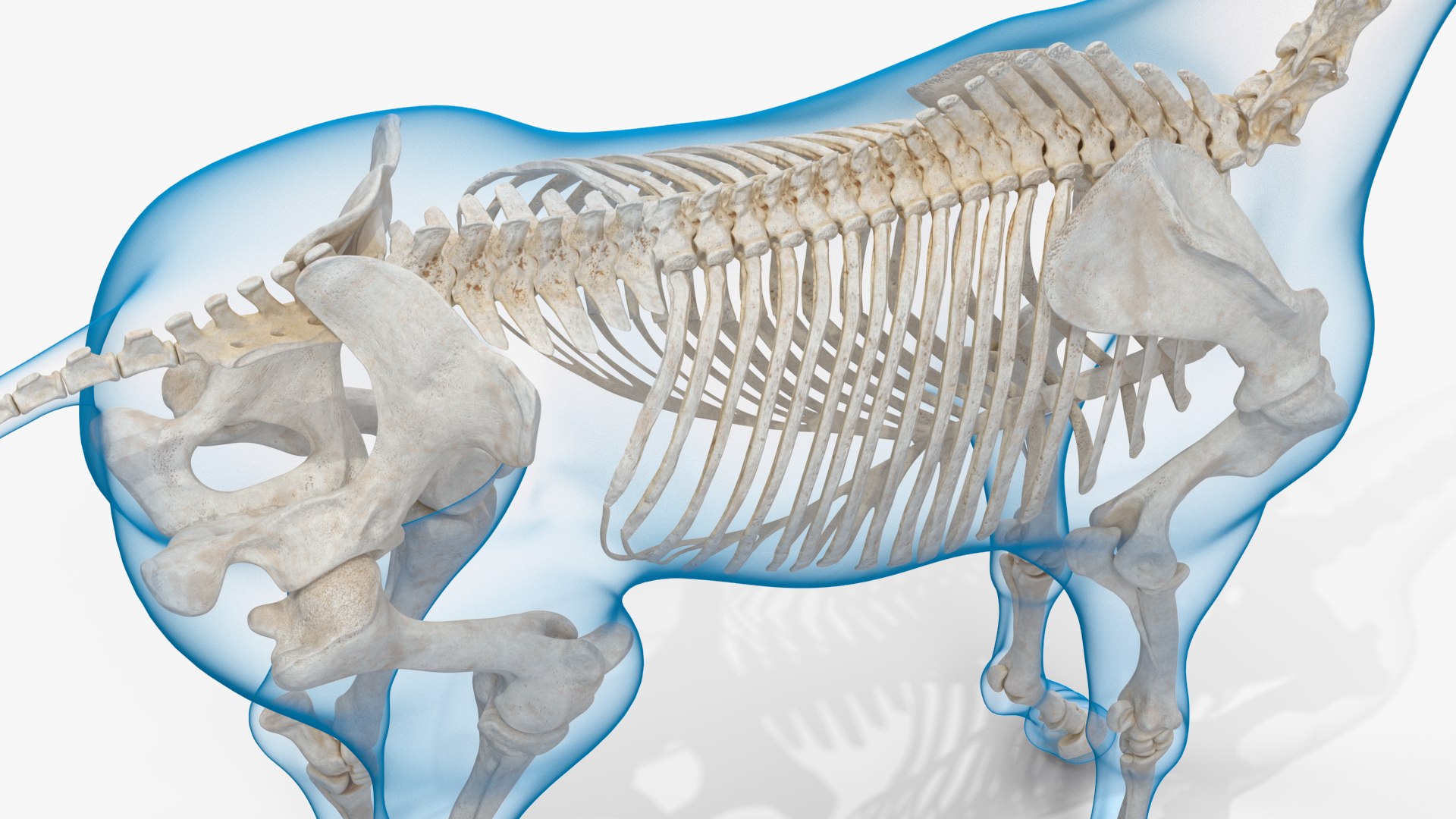 Horse Skeleton Anatomy Rigged Model - TurboSquid 2396466