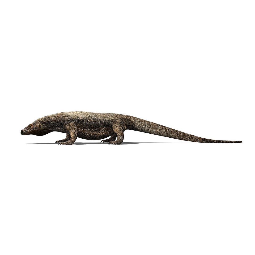 Photorealistic Komodo Dragon 3d Model
