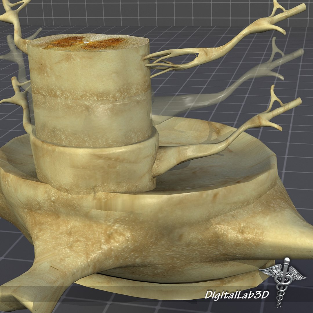 3d Max Human Spinal Cord Anatomy