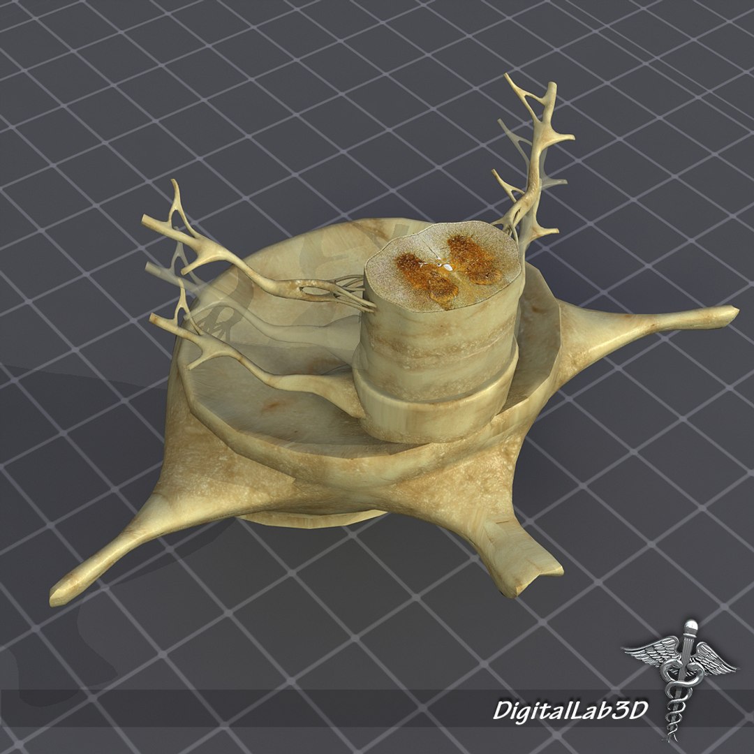 3d Max Human Spinal Cord Anatomy