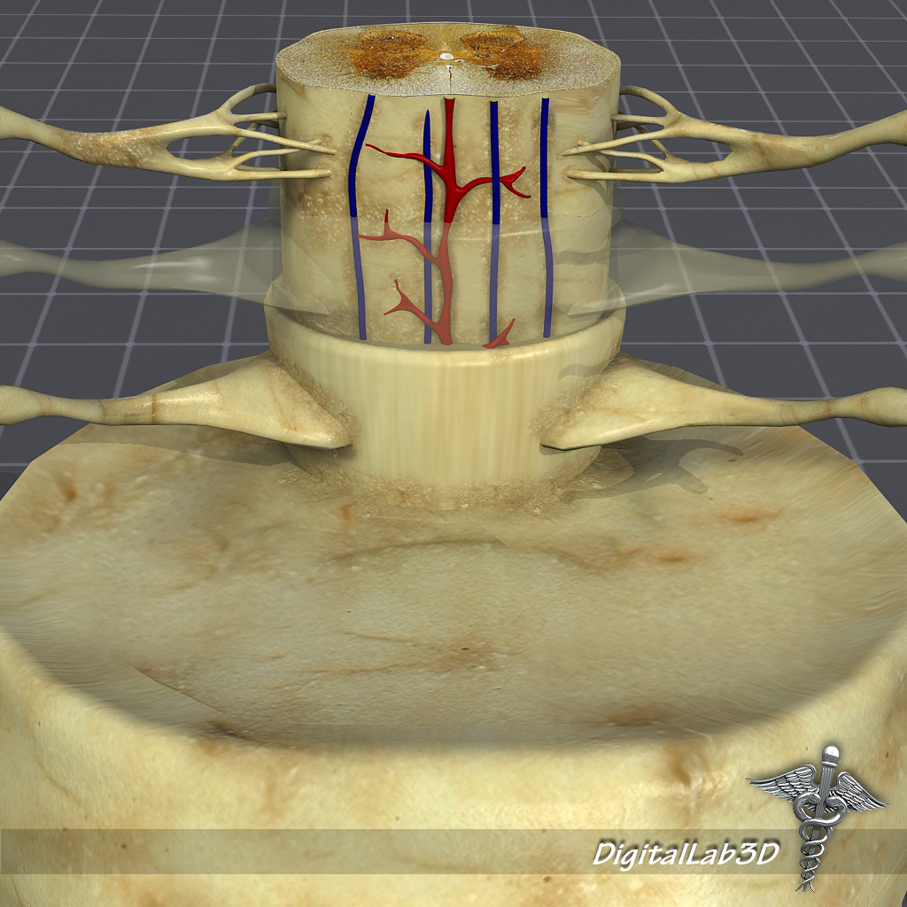3d max human spinal cord anatomy