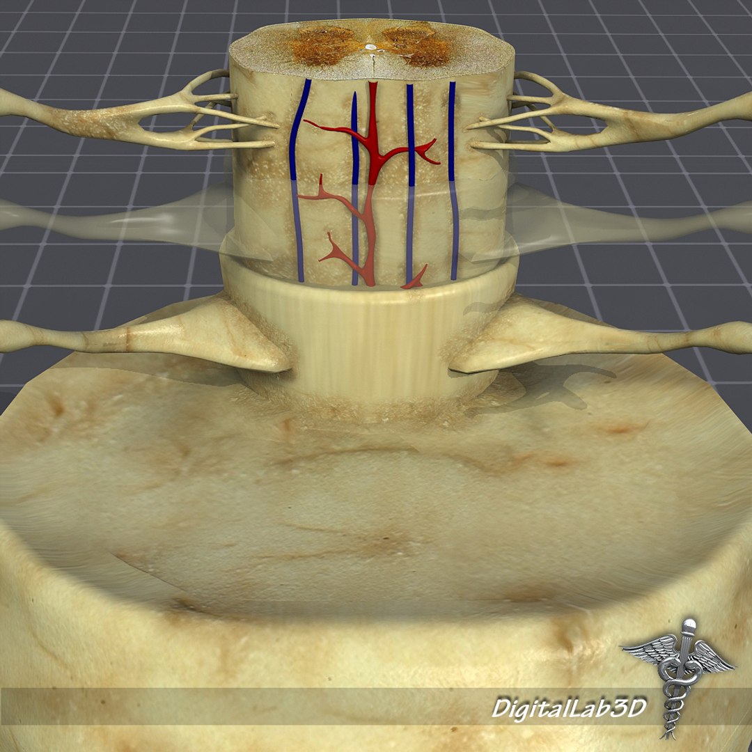 3d Max Human Spinal Cord Anatomy