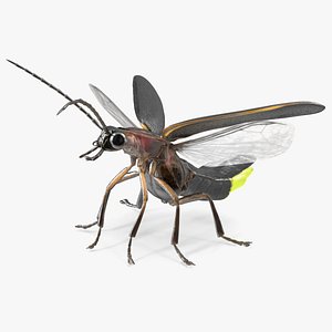 3D Firefly Models - Browse & Download Formats - TurboSquid