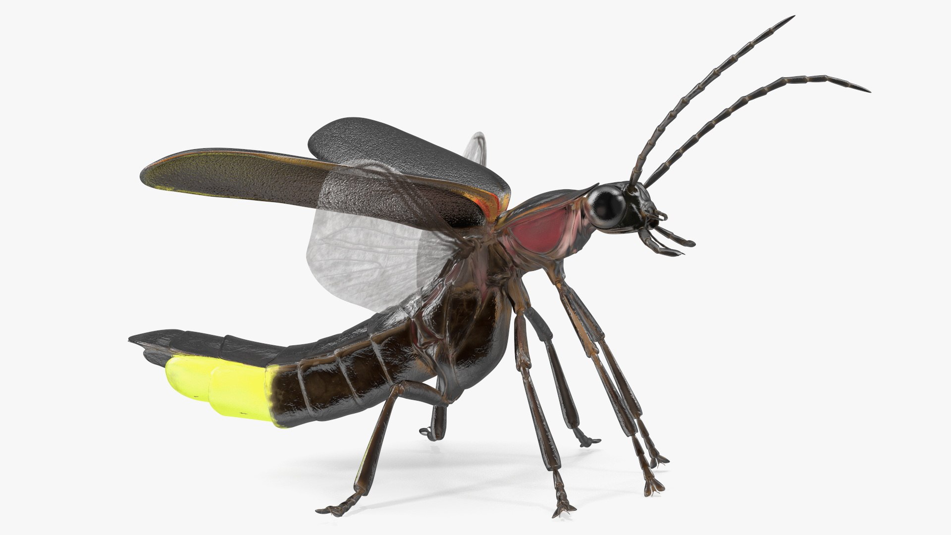Firefly Glowing Standing Pose Model - TurboSquid 2171913