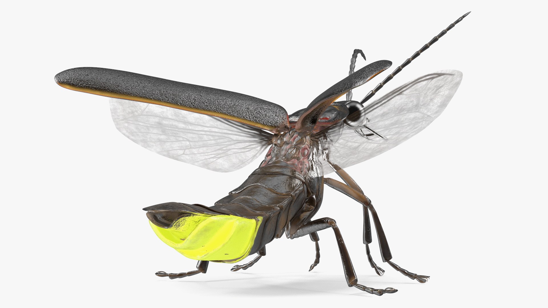 Firefly Glowing Standing Pose Model - TurboSquid 2171913