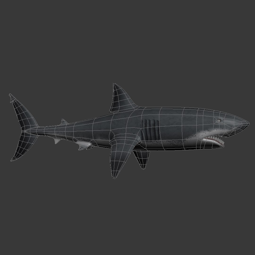 3d Model Shark Animation