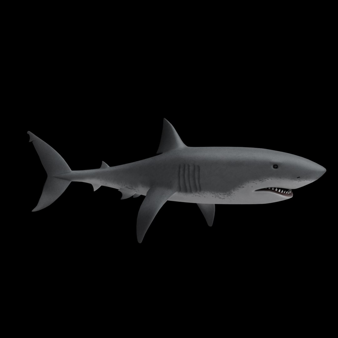 3d Model Shark Animation