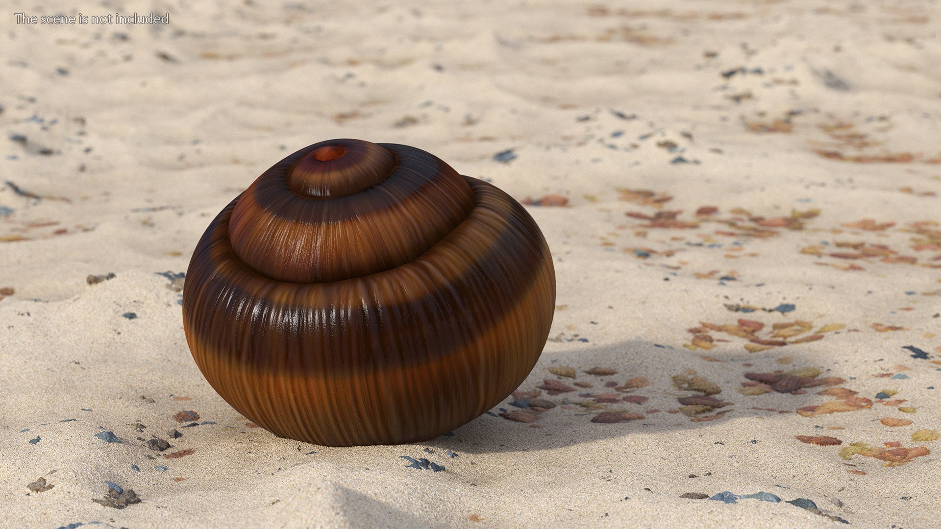Realistic Snail Shell Model - TurboSquid 2237010
