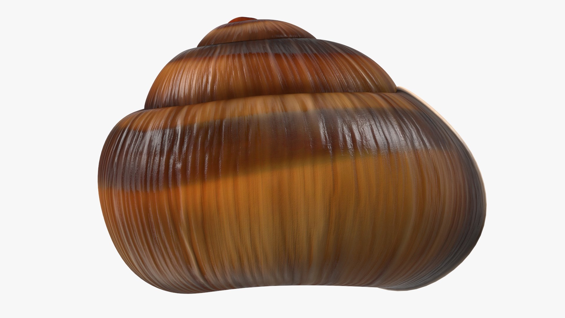 Realistic Snail Shell Model - TurboSquid 2237010