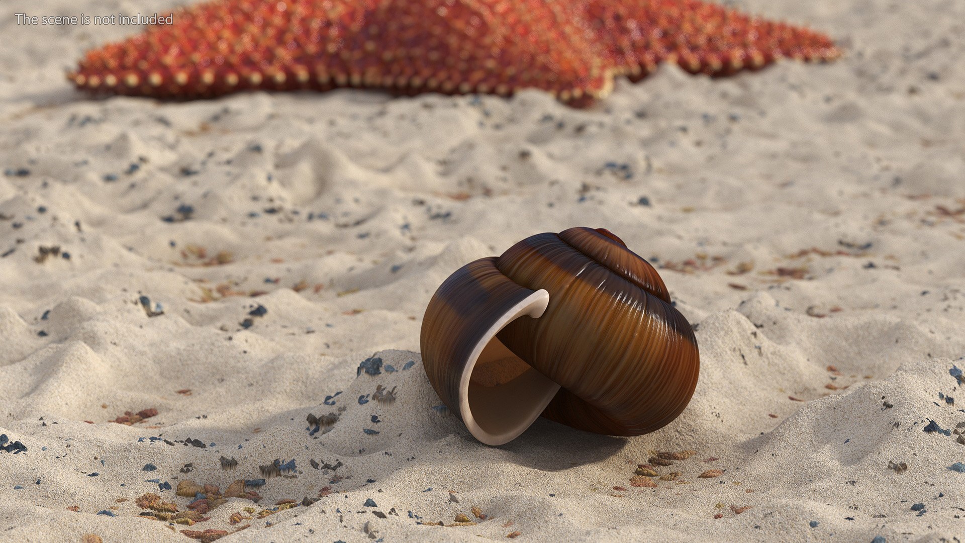 Realistic Snail Shell Model - TurboSquid 2237010