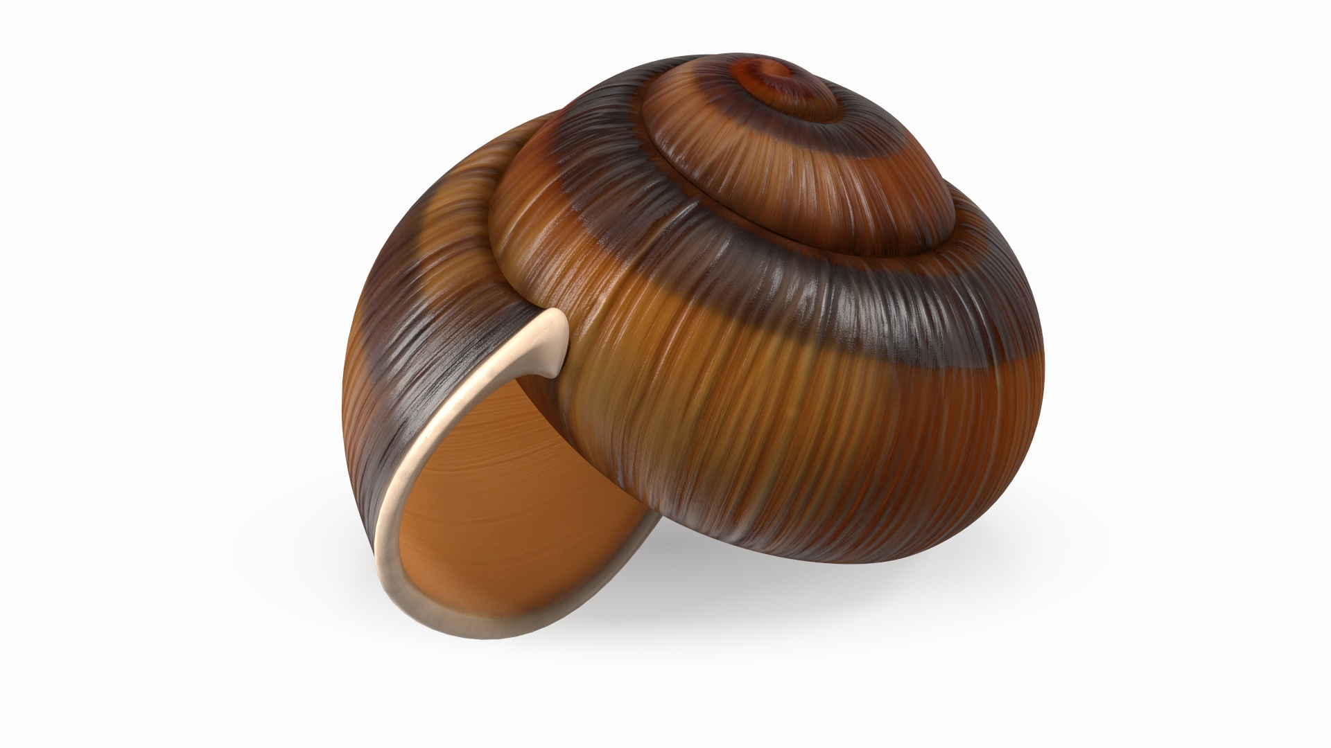 Realistic Snail Shell Model - TurboSquid 2237010