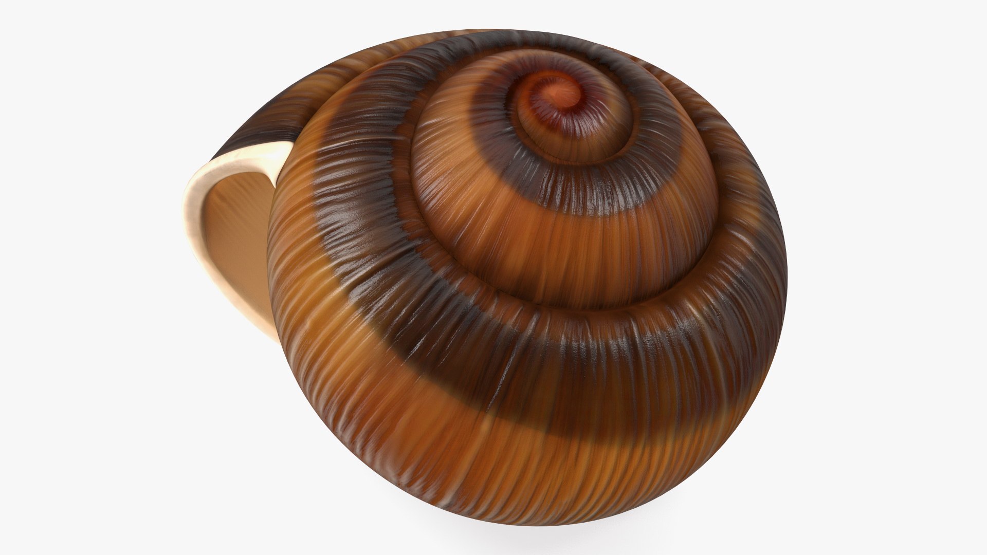 Realistic Snail Shell Model - TurboSquid 2237010