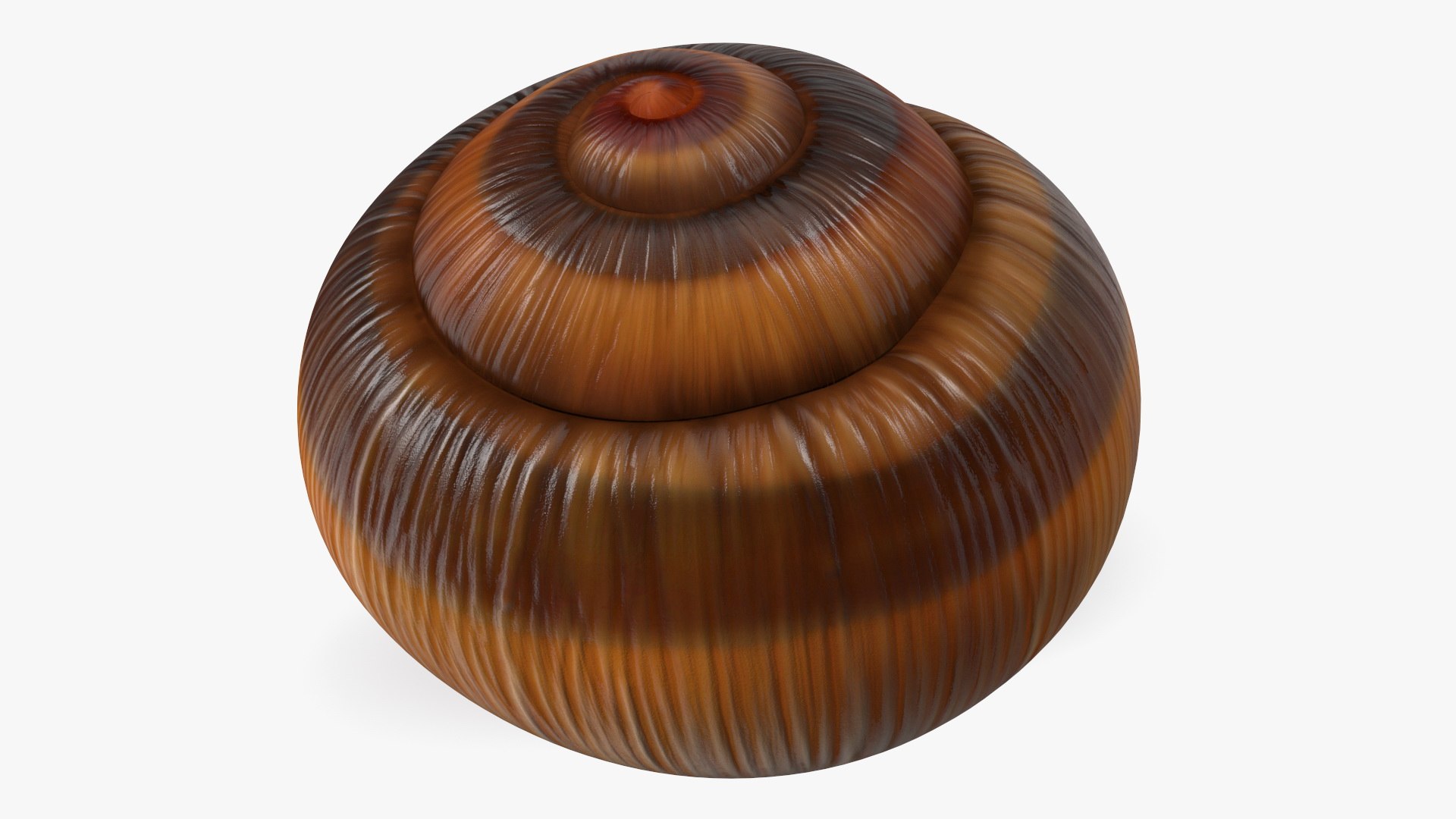 Realistic Snail Shell Model - TurboSquid 2237010