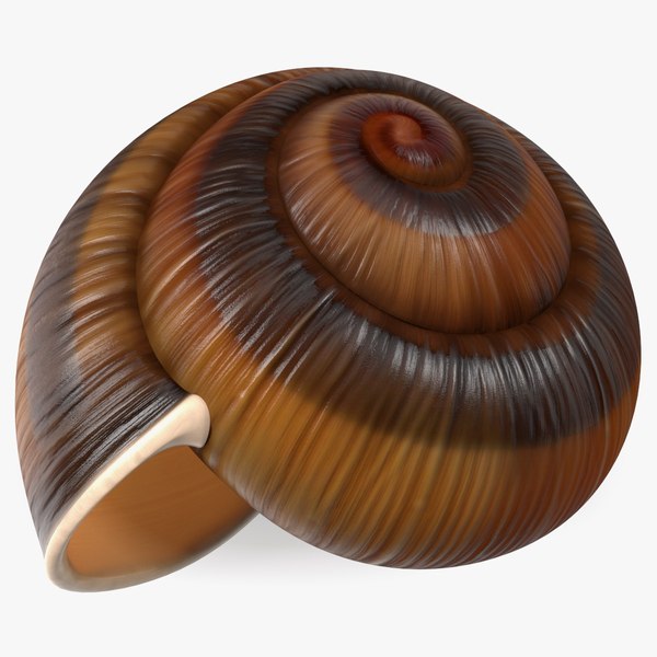 Snail Shell 3D Models for Download | TurboSquid