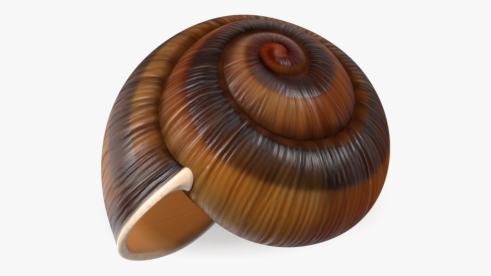 Realistic Snail Shell Model - TurboSquid 2237010
