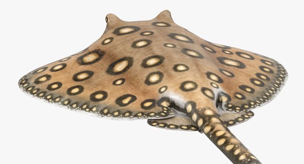 c4d river stingray rigged