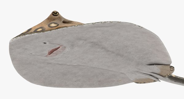 c4d river stingray rigged