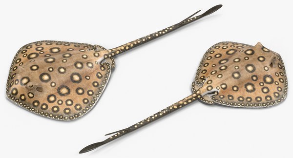 c4d river stingray rigged