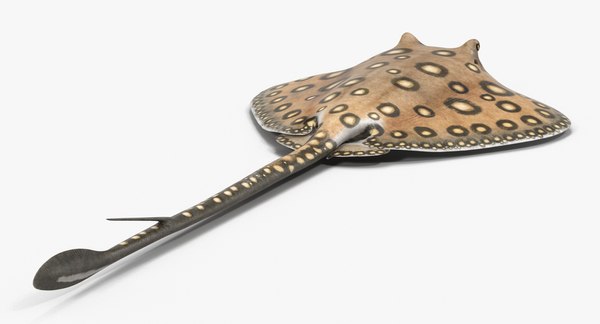 c4d river stingray rigged