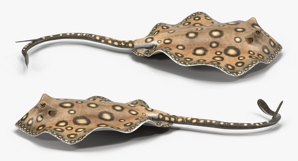 c4d river stingray rigged