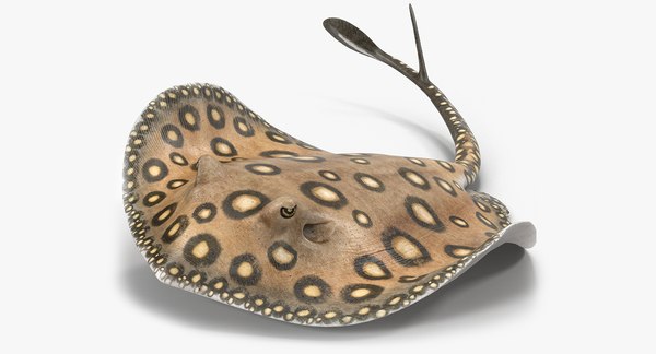 c4d river stingray rigged