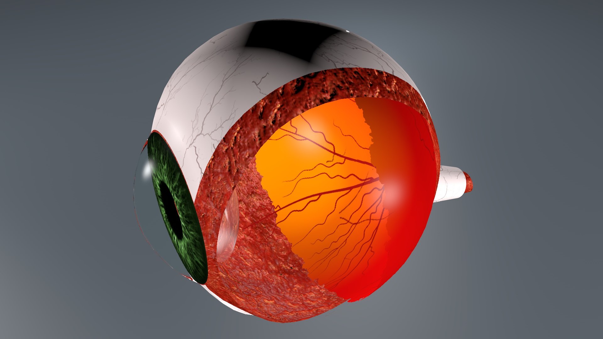 Eye Anatomy Human 3D Model - TurboSquid 1351147