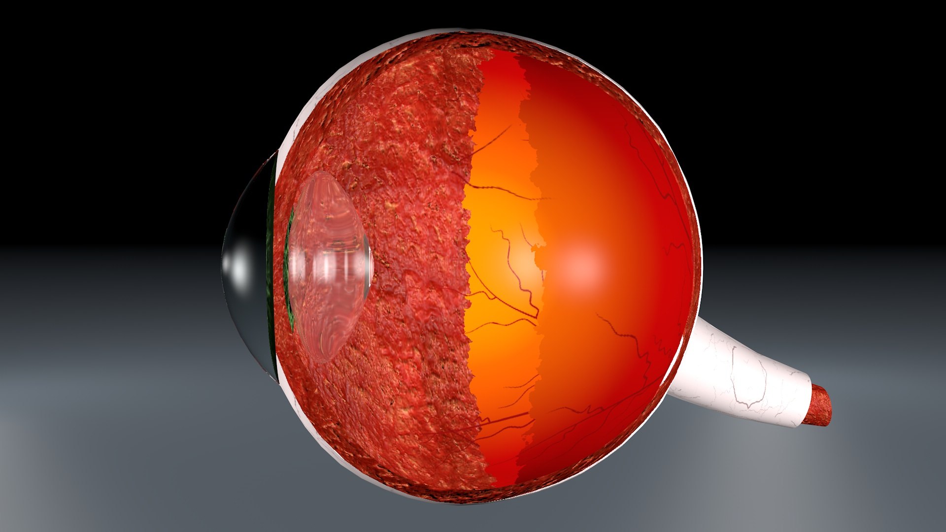Eye Anatomy Human 3D Model - TurboSquid 1351147