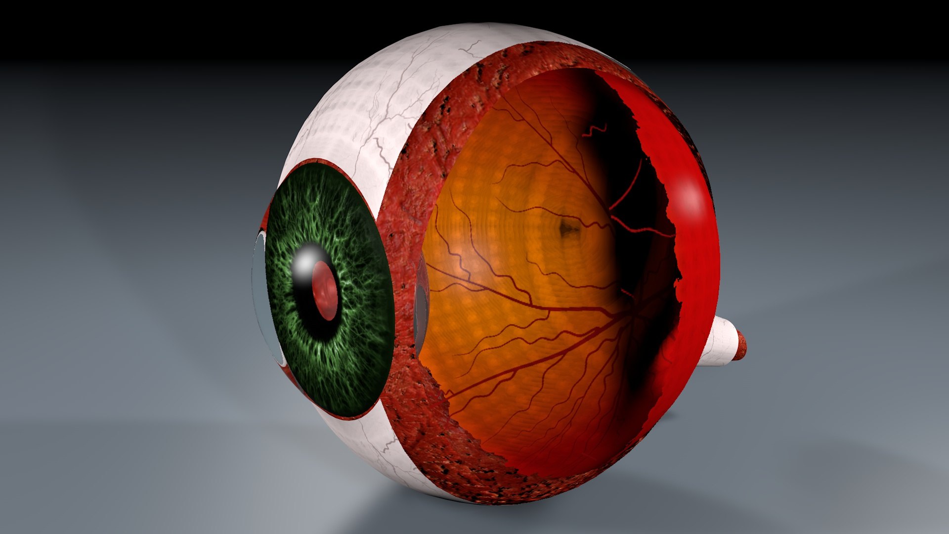 Eye Anatomy Human 3D Model - TurboSquid 1351147