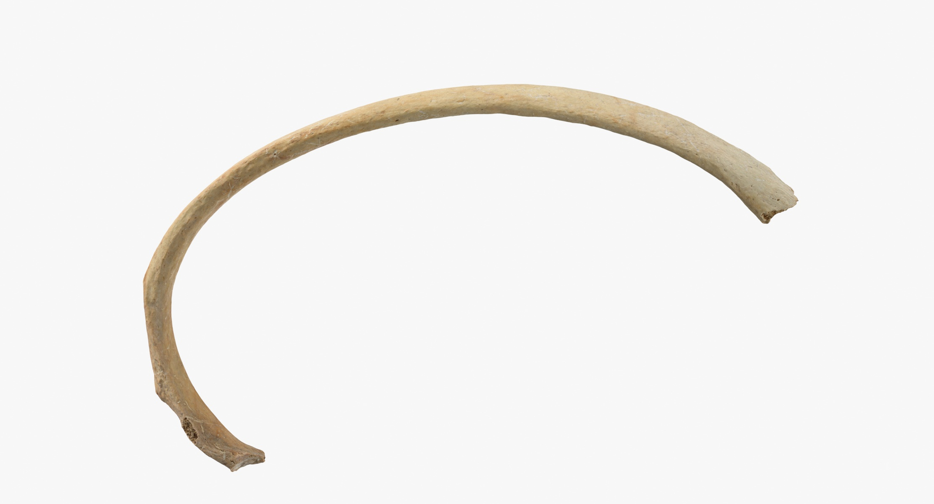 Costae Spurie False Rib 3D Model - TurboSquid 1573982