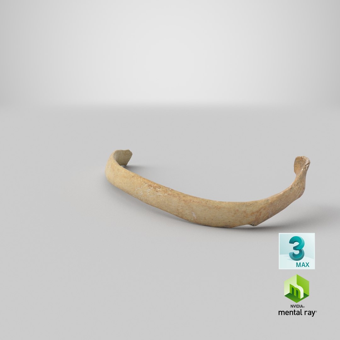 Costae Spurie False Rib 3D Model - TurboSquid 1573982
