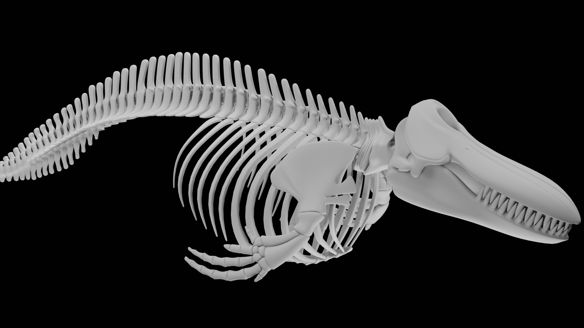3D Killer Whale Orca Skeleton 3D Model Highly Detailed Clean Topology ...