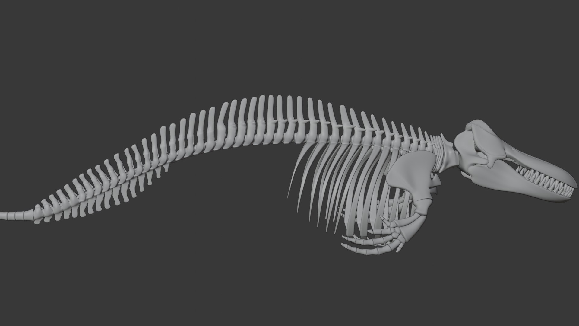 3D Killer Whale Orca Skeleton 3D Model Highly Detailed Clean Topology ...