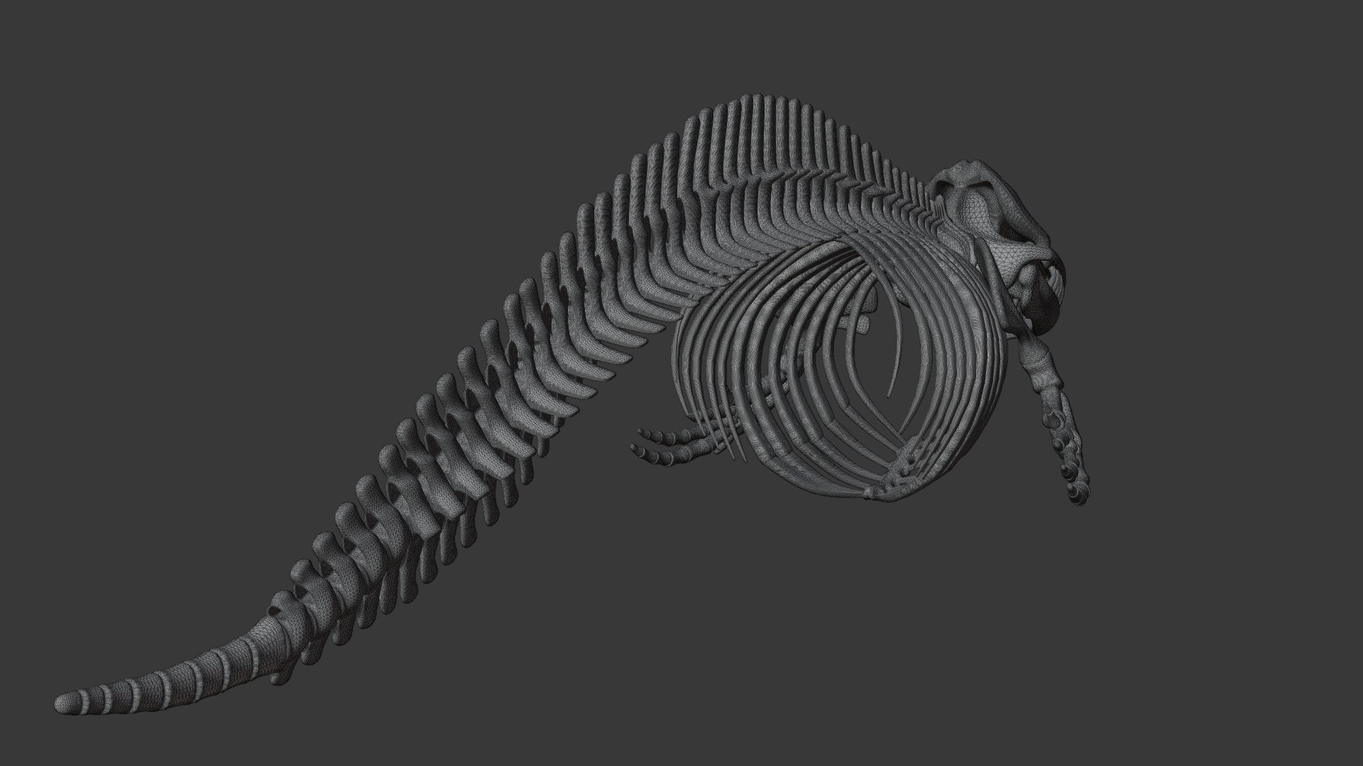 3D Killer Whale Orca Skeleton 3D Model Highly Detailed Clean Topology ...