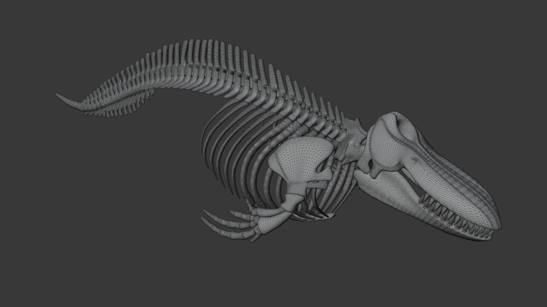 3D Killer Whale Orca Skeleton 3D Model Highly Detailed Clean Topology ...