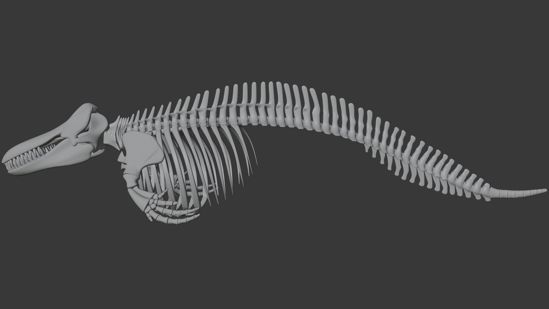 3D Killer Whale Orca Skeleton 3D Model Highly Detailed Clean Topology ...