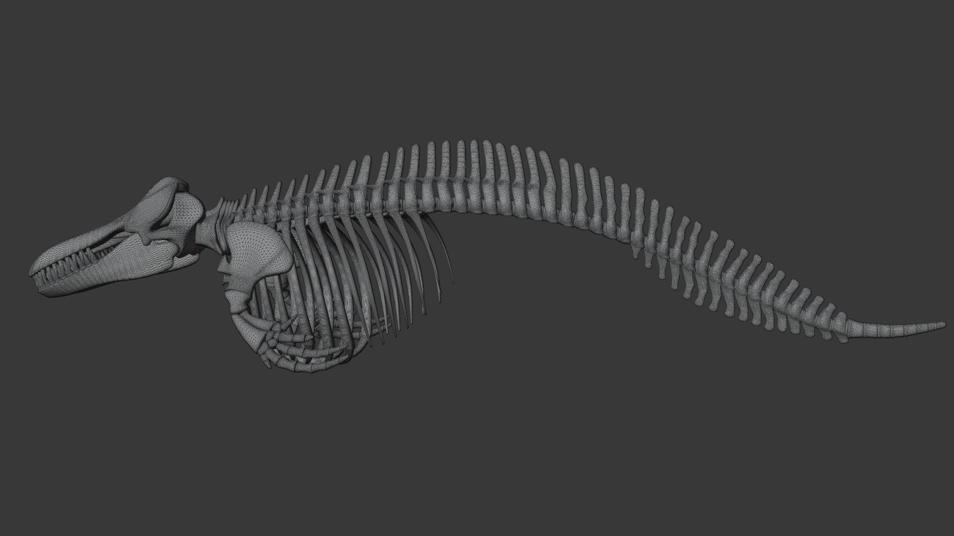 3D Killer Whale Orca Skeleton 3D Model Highly Detailed Clean Topology ...