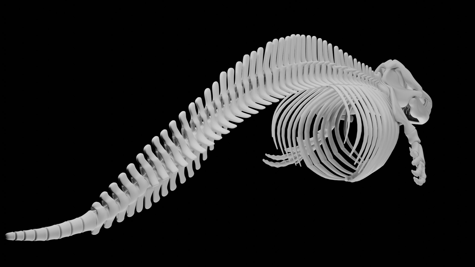 3D Killer Whale Orca Skeleton 3D Model Highly Detailed Clean Topology ...