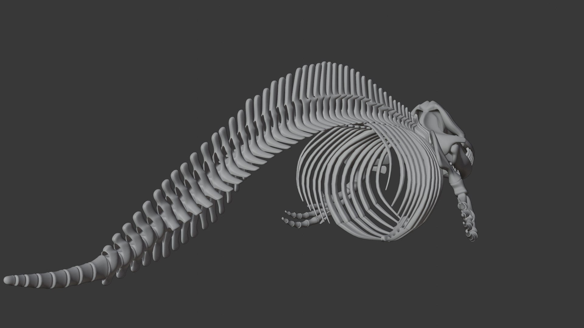 3D Killer Whale Orca Skeleton 3D Model Highly Detailed Clean Topology ...