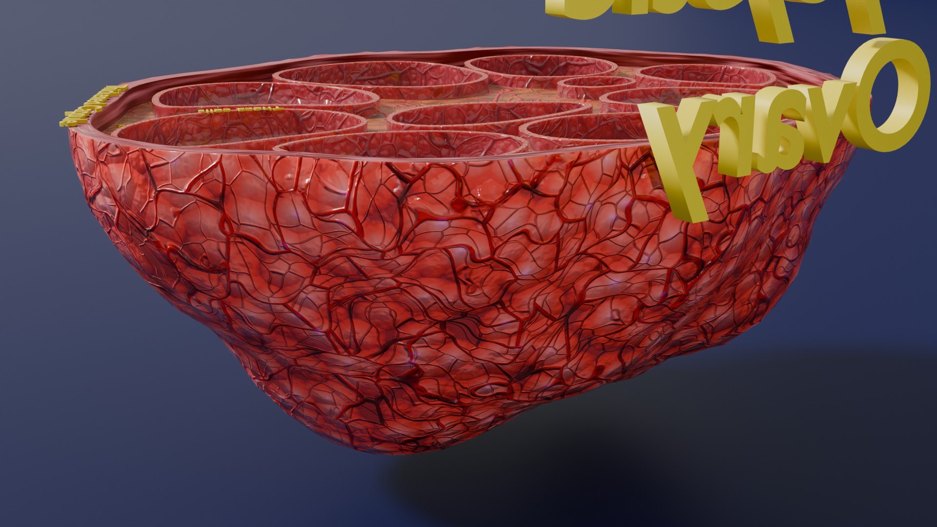 Polycystic Ovary Disease PCOD Model - TurboSquid 2296028